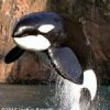 THE DOCUMENTARY - Keiko The Untold Story of the Star of Free Willy